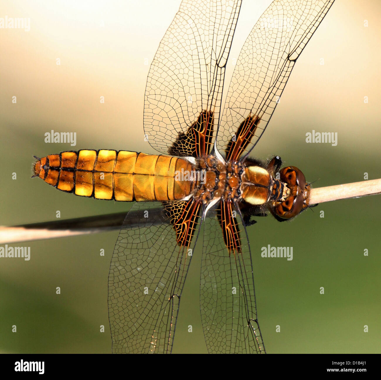Detailed macro image of a female Broad-bodied Chaser dragonfly ...