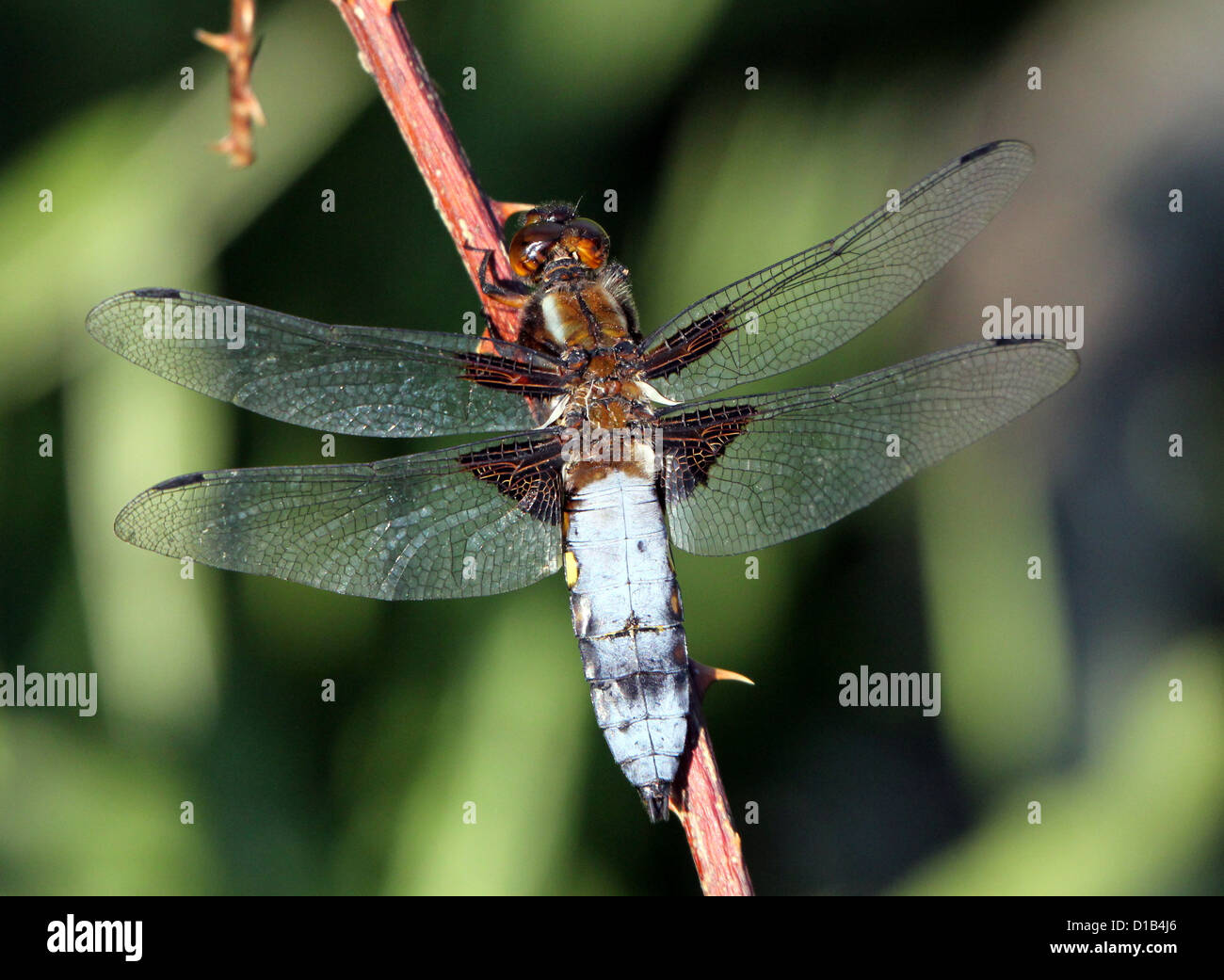 Detailed macro image of a male Broad-bodied Chaser dragonfly (Libellula ...