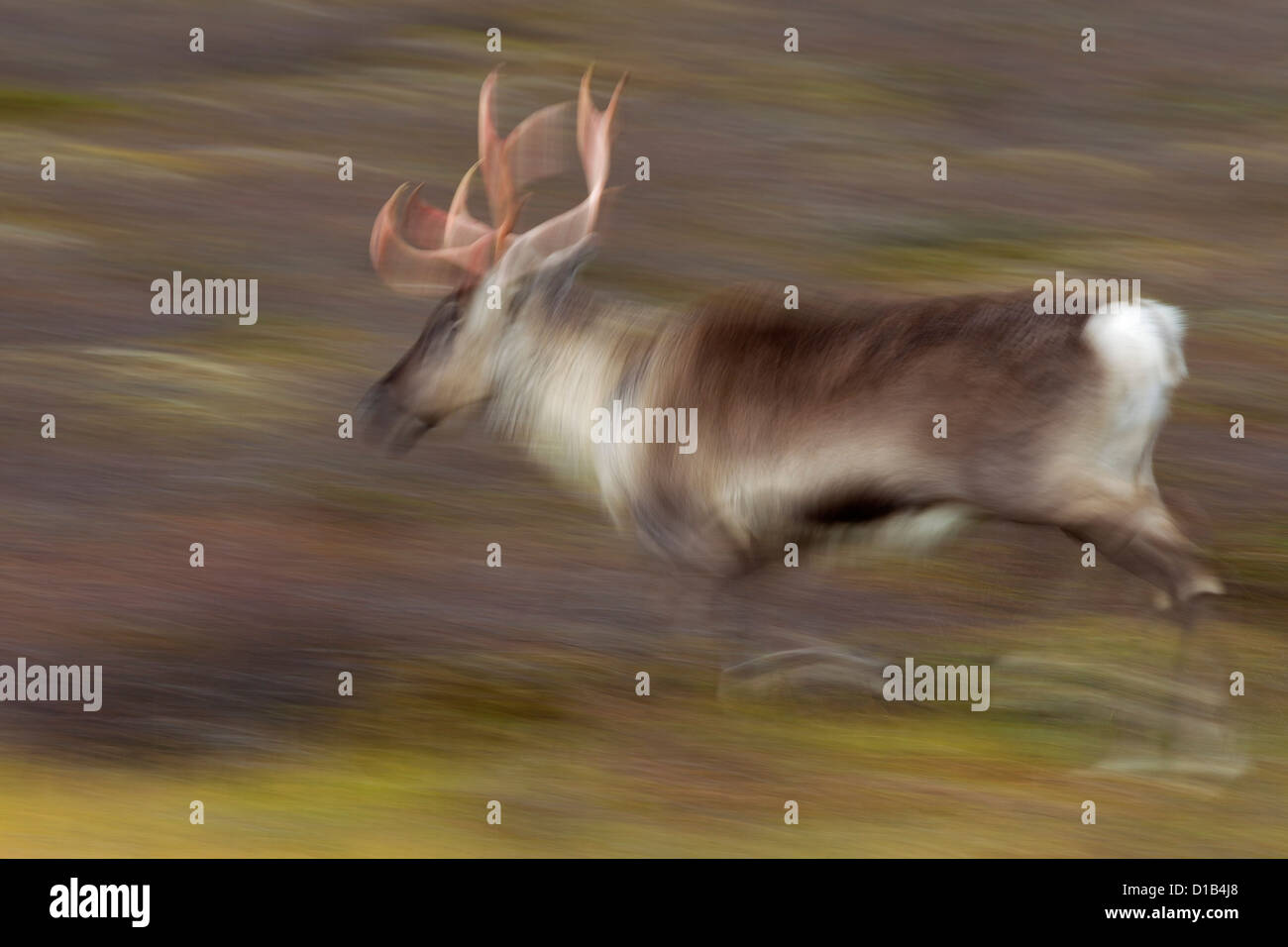 Reindeer (Rangifer tarandus) running with bloody antlers on the tundra ...