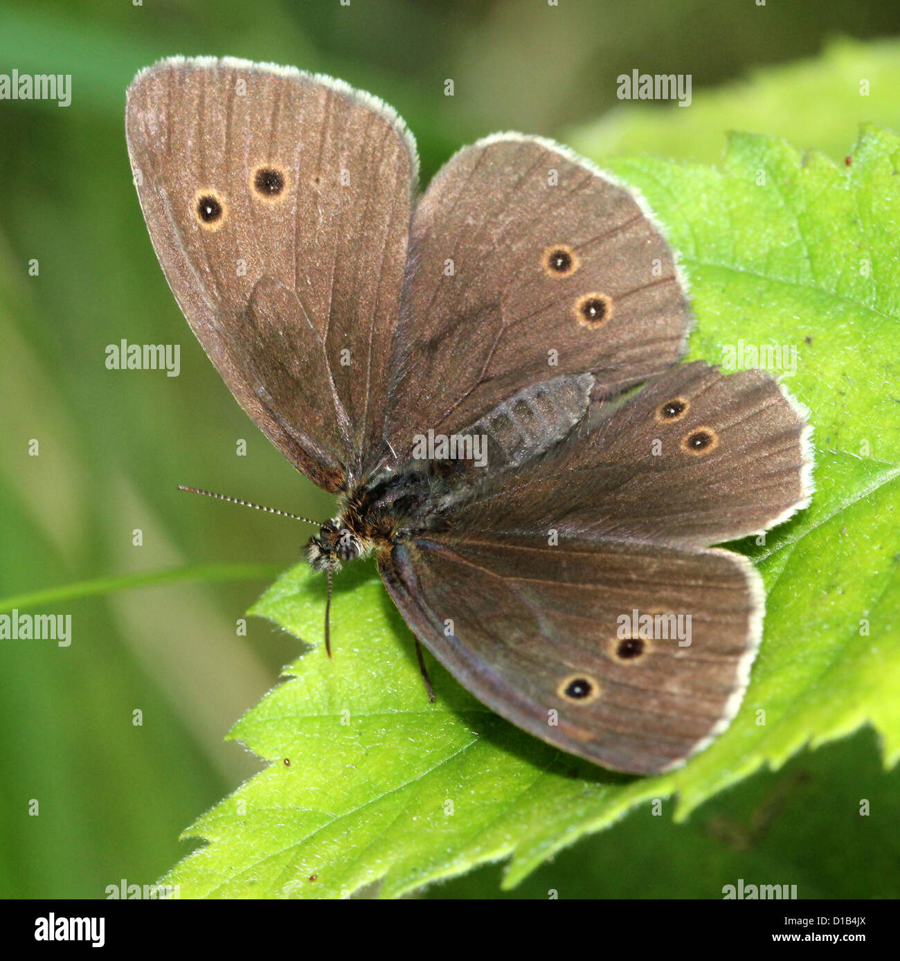 Ringlet butterfly (Aphantopus hyperantus) feeding on a blackberry ...