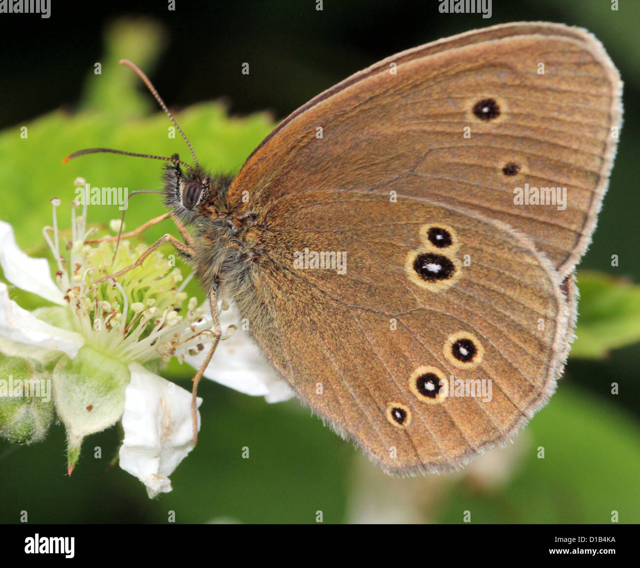 Ringlet butterfly (Aphantopus hyperantus) feeding on a blackberry ...