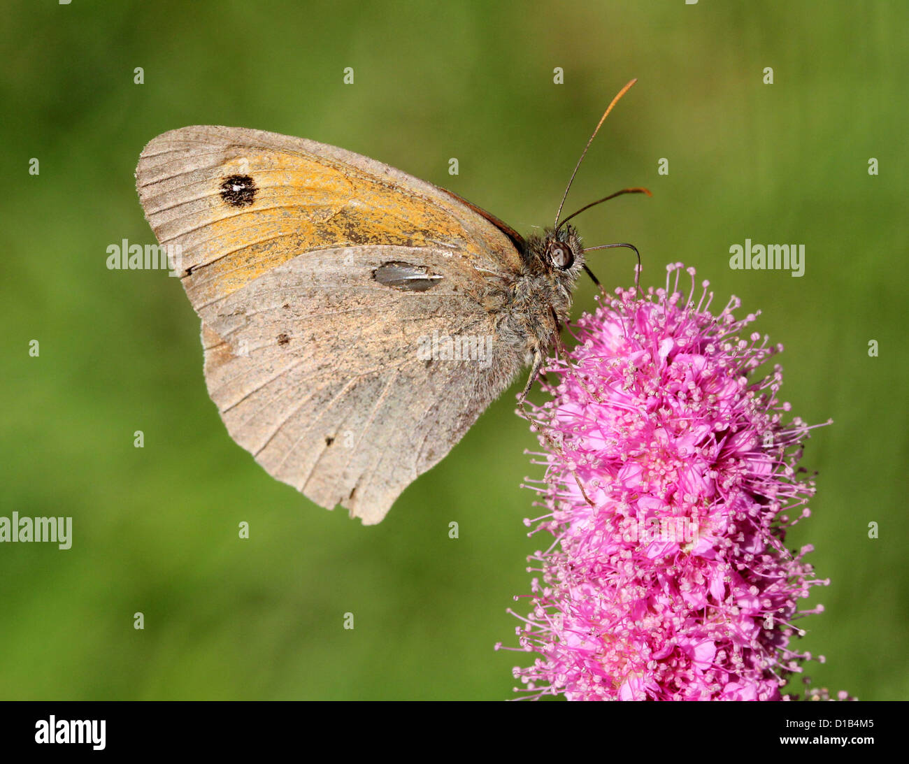 Buddleia mariposa hi-res stock photography and images - Alamy