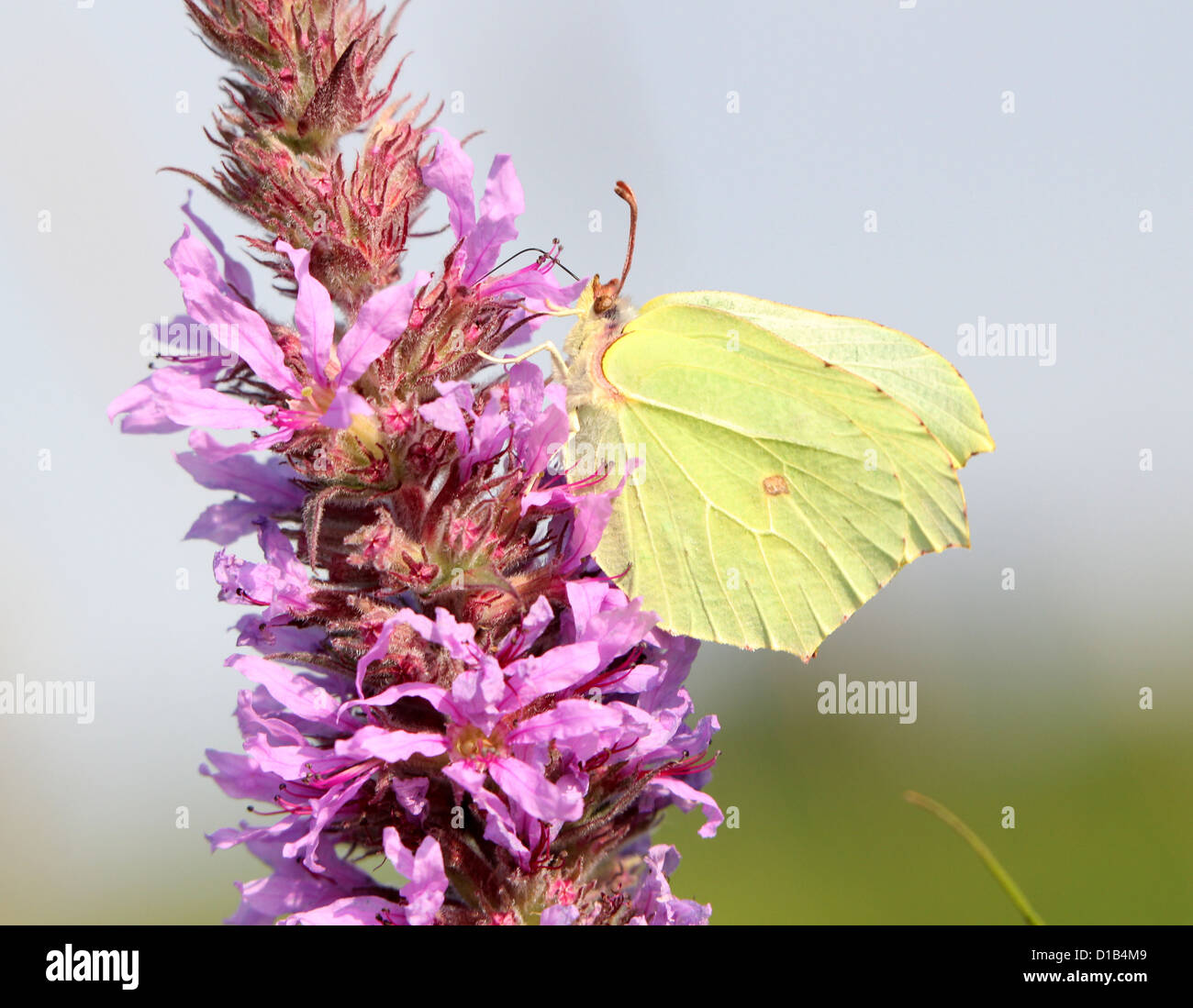 Common Brimstone butterfly (Gonepteryx rhamni) foraging on a purple ...