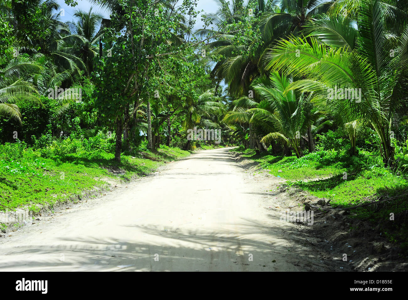 Road through the jungle, Philippines Stock Photo: 52491306 - Alamy