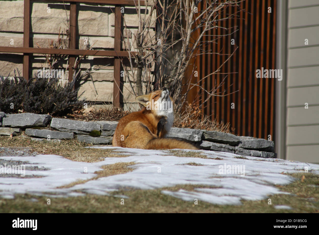 Red fox sitting on a lawn partially covered with snow, scratching Stock ...
