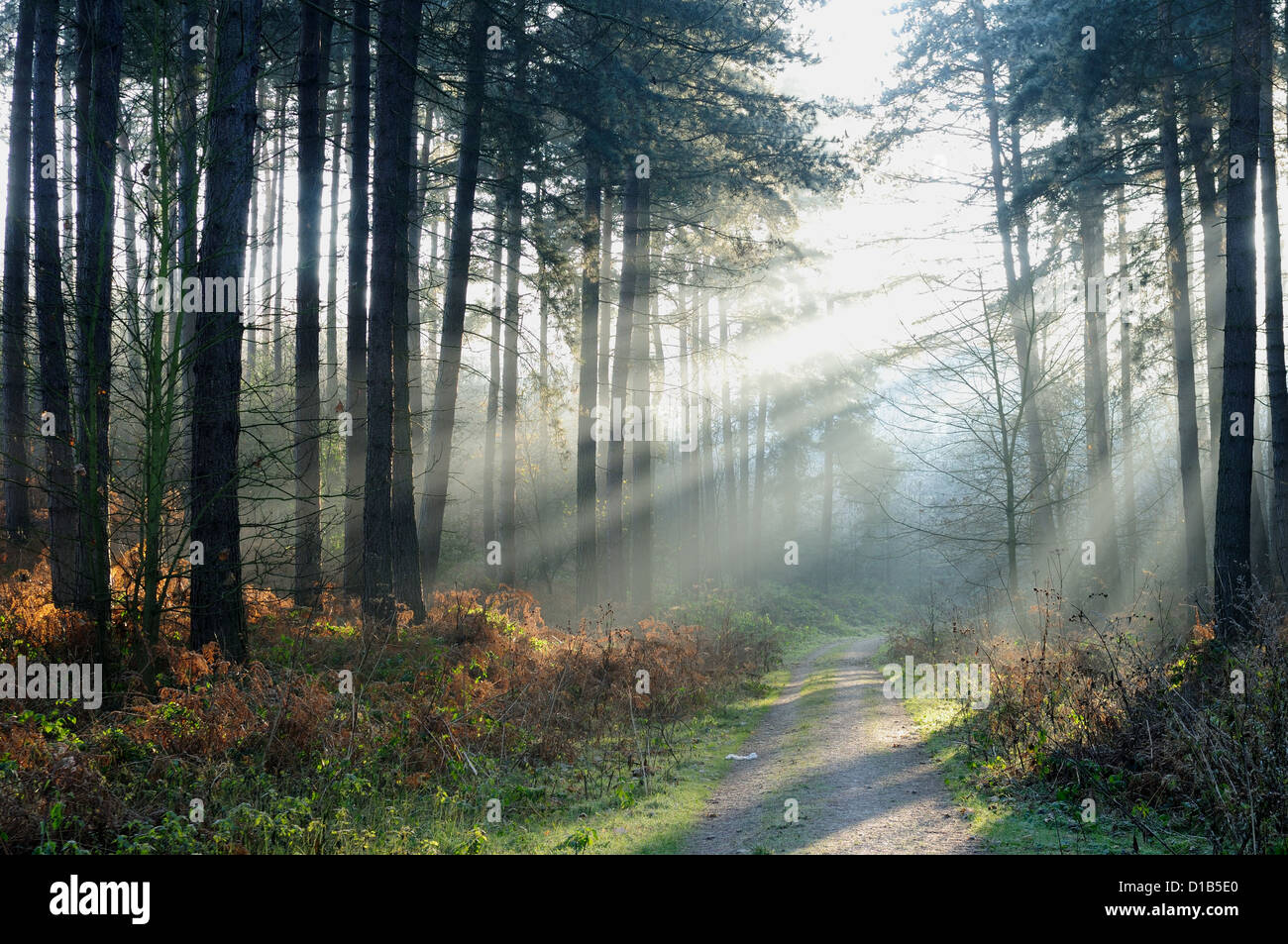 Sherwood pines forest hi-res stock photography and images - Alamy