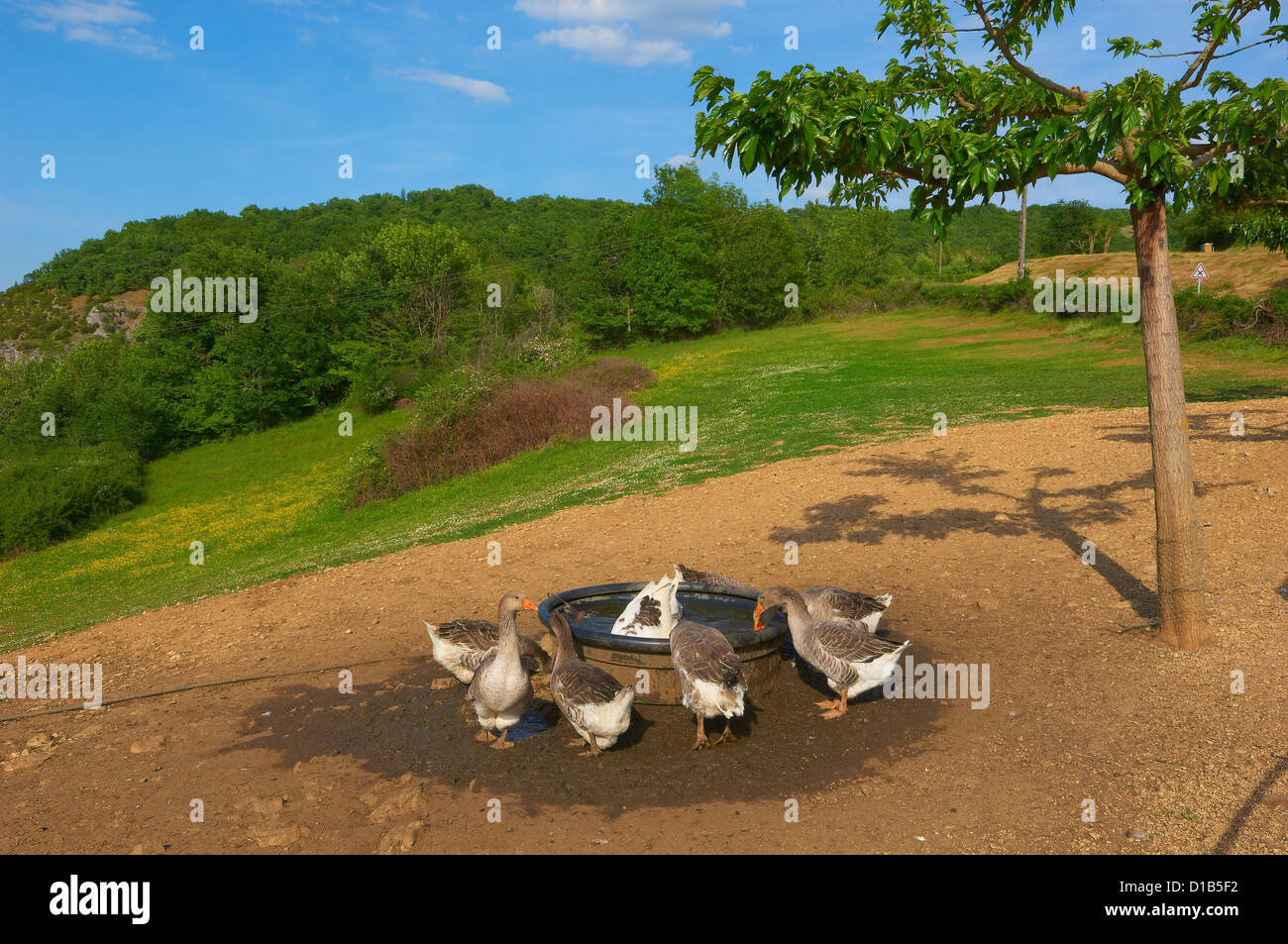 Belcastel, Farm Geese, France, Dordogne, Quercy, Perigord geese, Europe ...