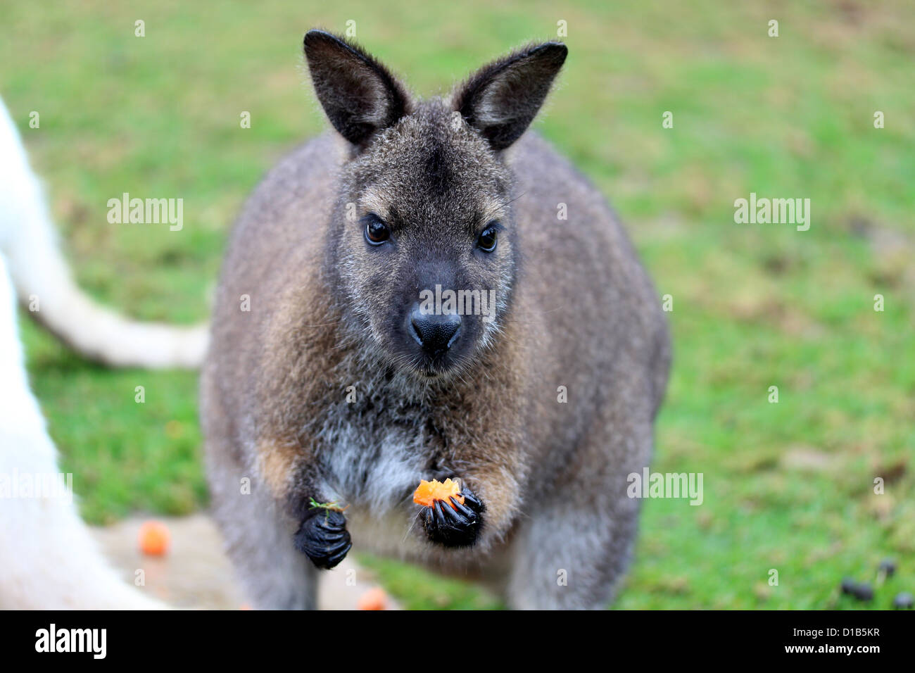 A wallaby feeding Stock Photo - Alamy