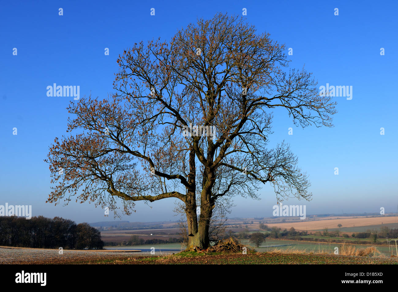Ash Tree Winter Uk Stock Photos & Ash Tree Winter Uk Stock Images - Alamy