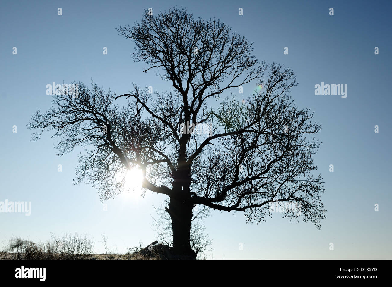 Ash Tree,Winter Nottinghamshire UK Stock Photo - Alamy
