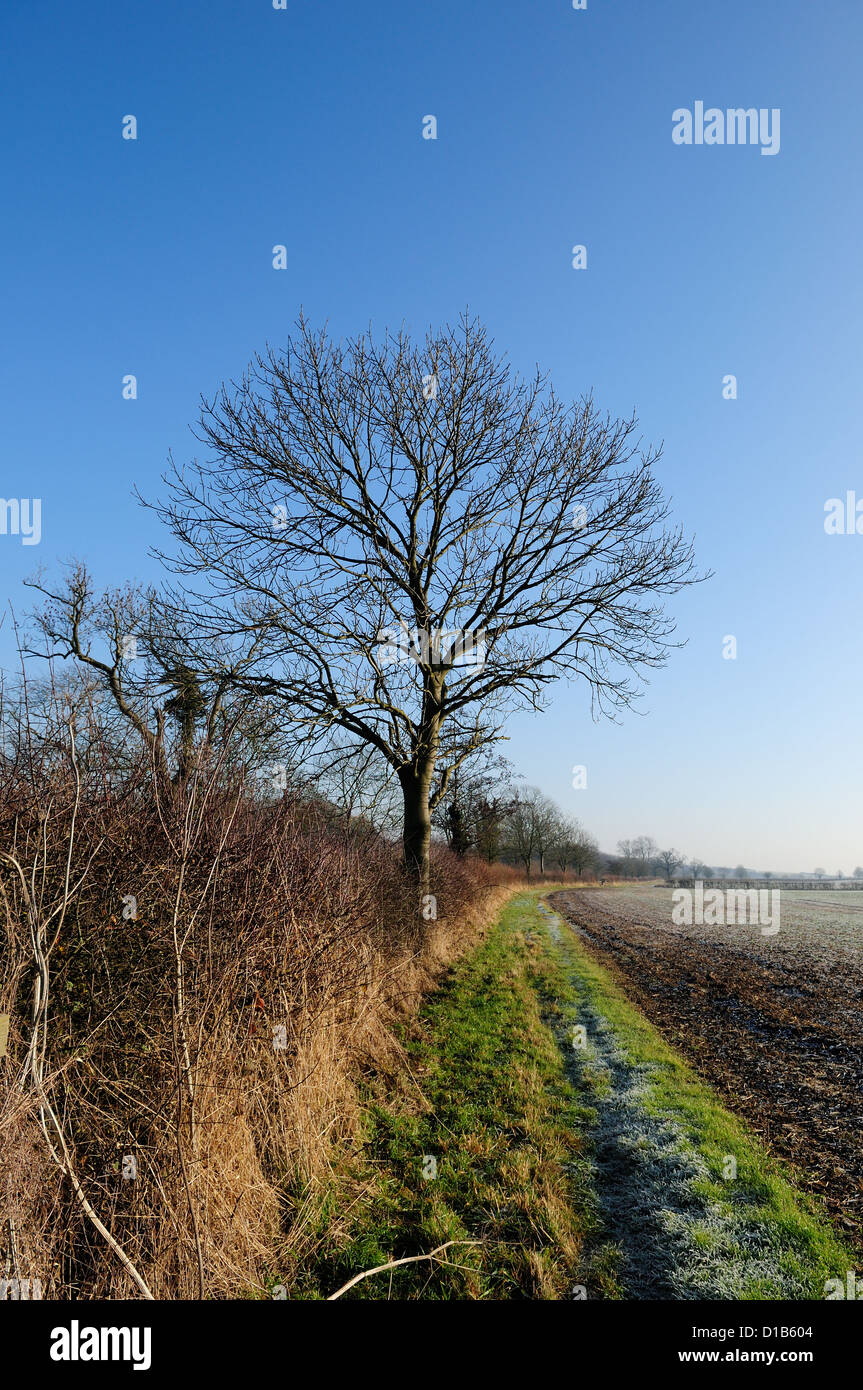 Ash Tree,Winter Nottinghamshire UK.Also see D16DCJ Same tree in Summer ...