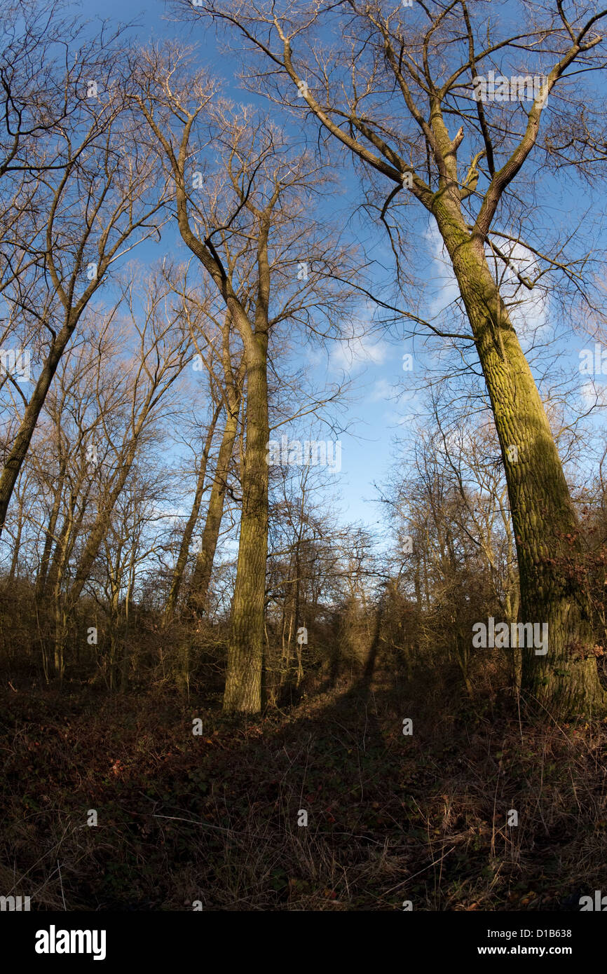Tall trees in small wood Stock Photo - Alamy