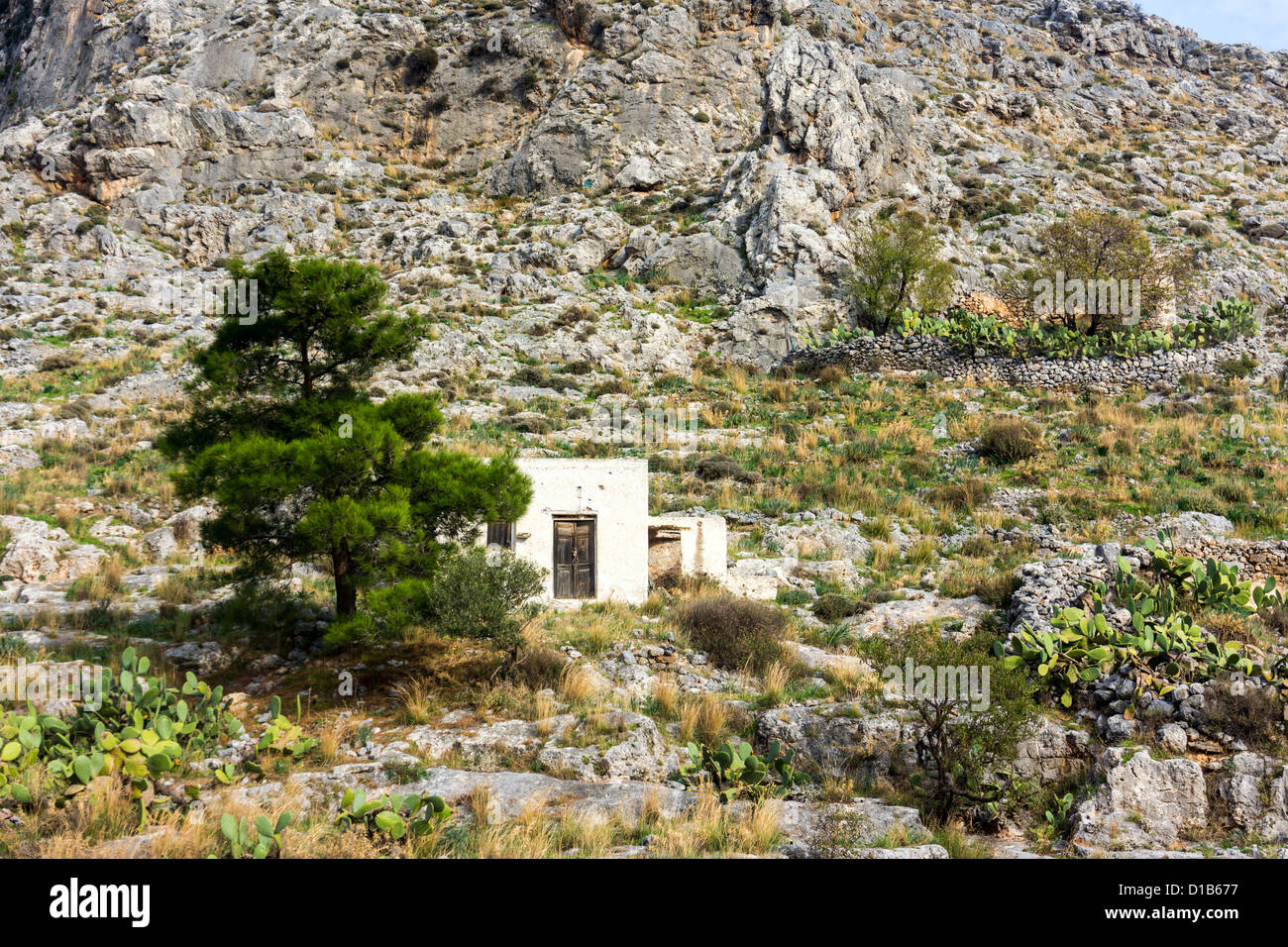 Old Greek house, pine tree terraces and prickly pear cactus Stock Photo ...