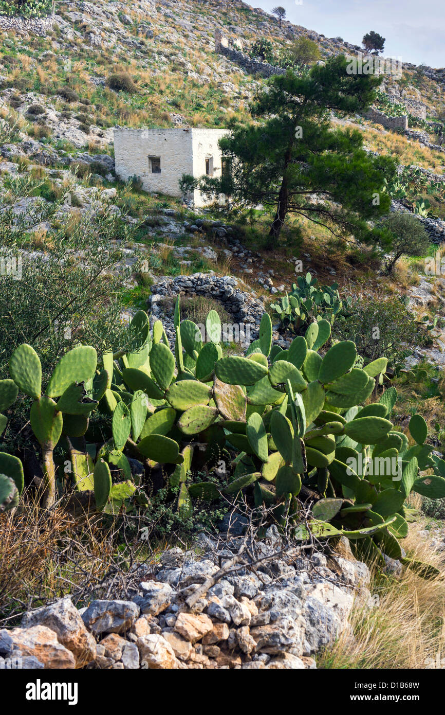 Pine tree and prickly pear cactus hi-res stock photography and images ...