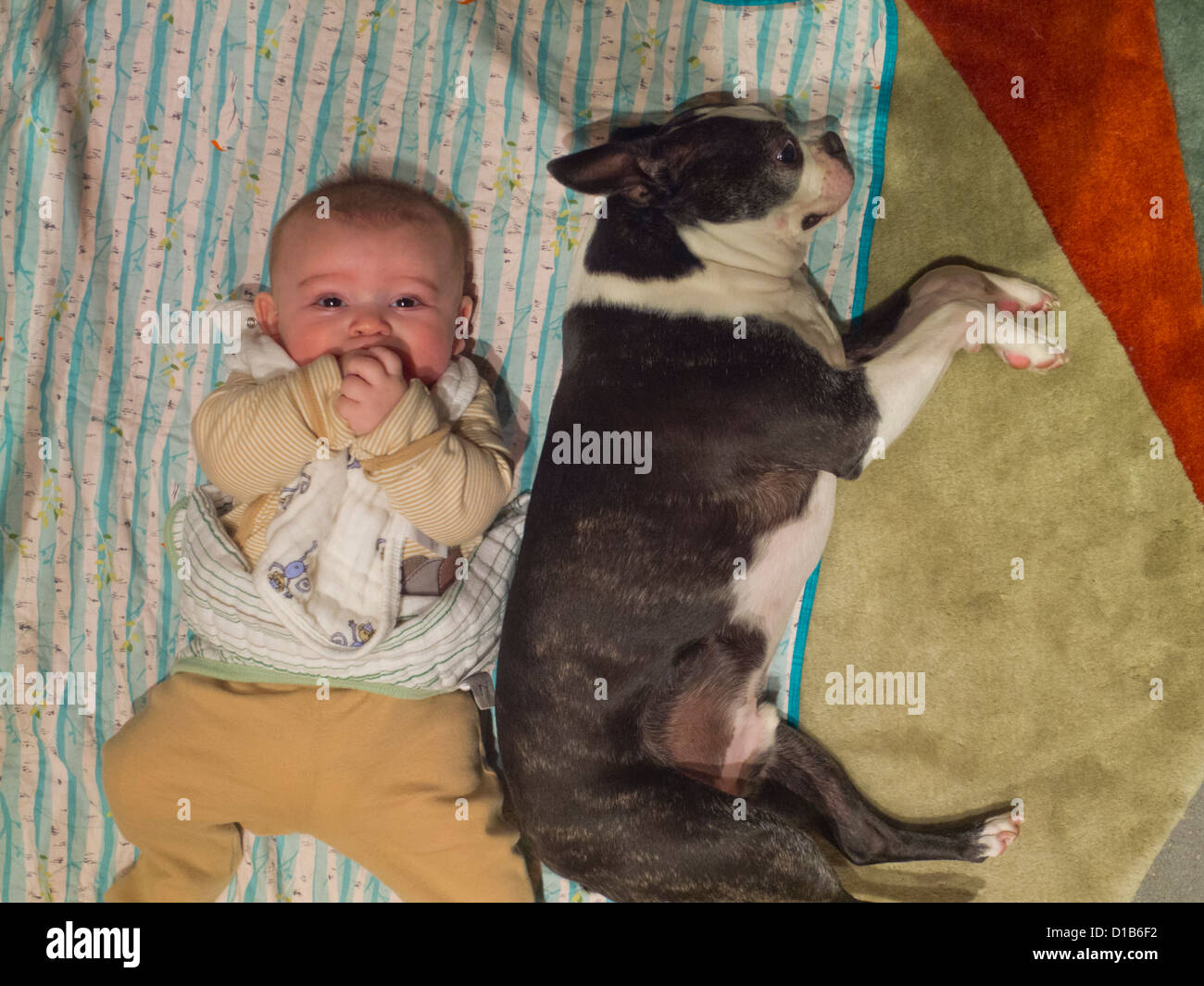 Dog protecting child hi-res stock photography and images - Alamy