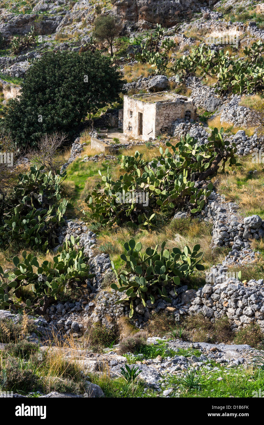 Old Greek house, terraces and prickly pear Stock Photo - Alamy