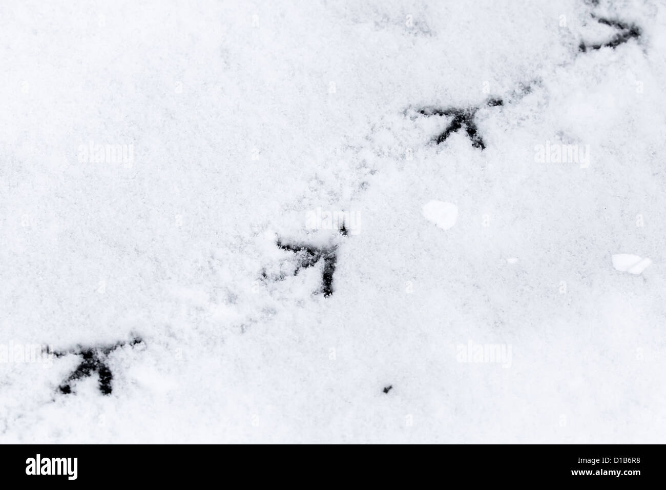 Bird traces in fresh loose snow Stock Photo - Alamy Bird traces in fresh loose snow Stock Photo - Alamy