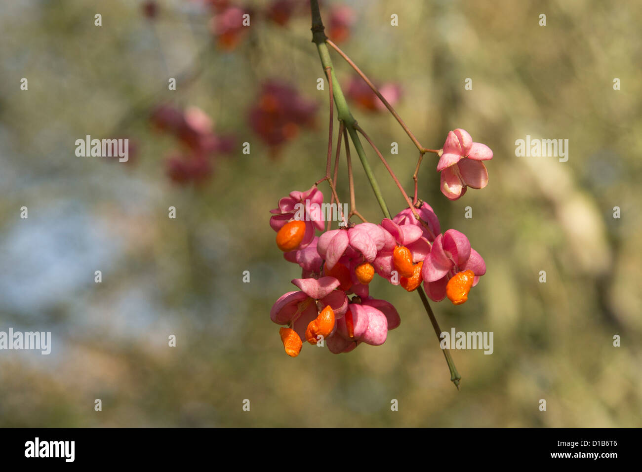 European spindle tree (Euonymus europaeus Stock Photo - Alamy