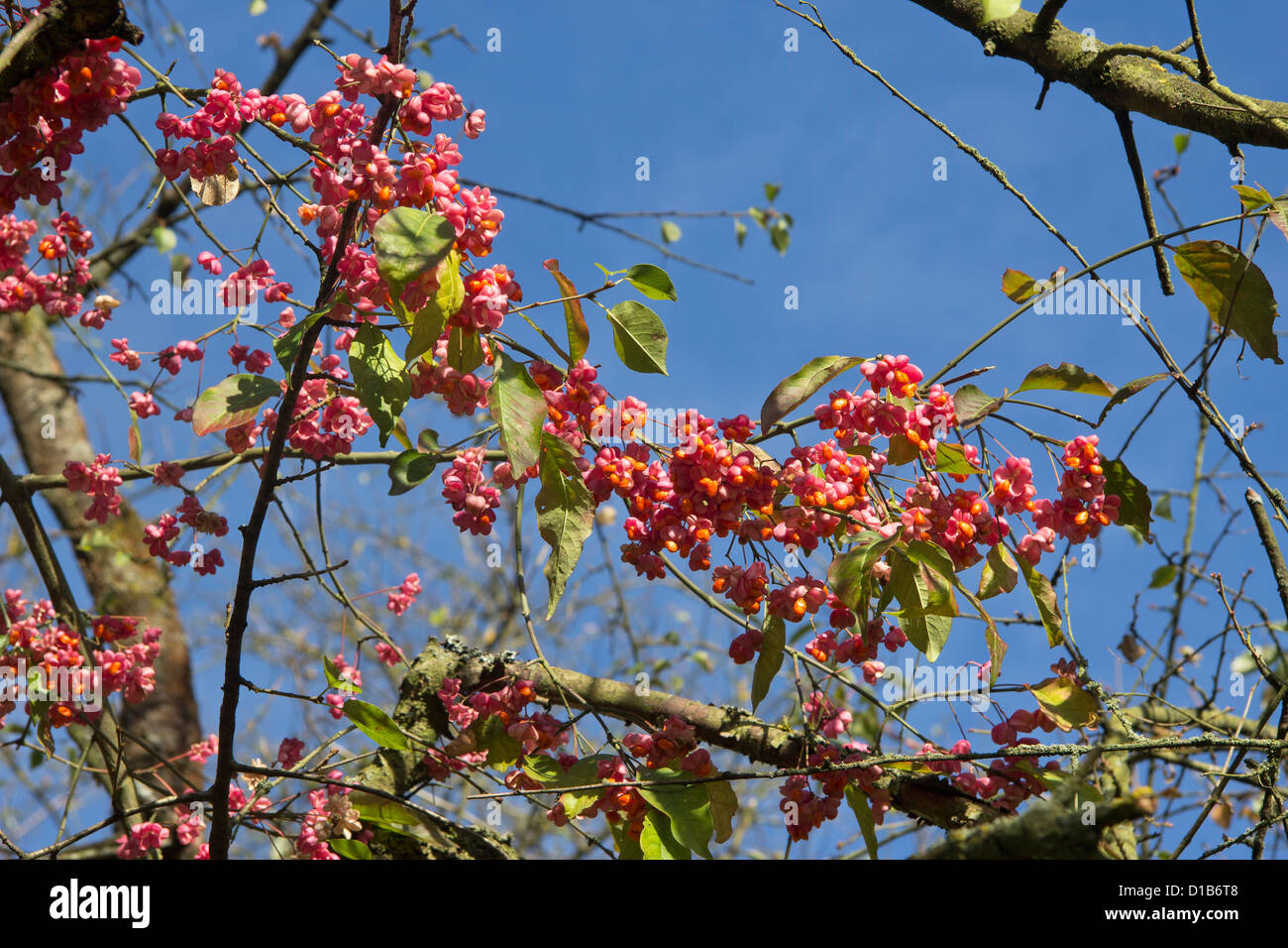 European spindle tree (Euonymus europaeus Stock Photo - Alamy