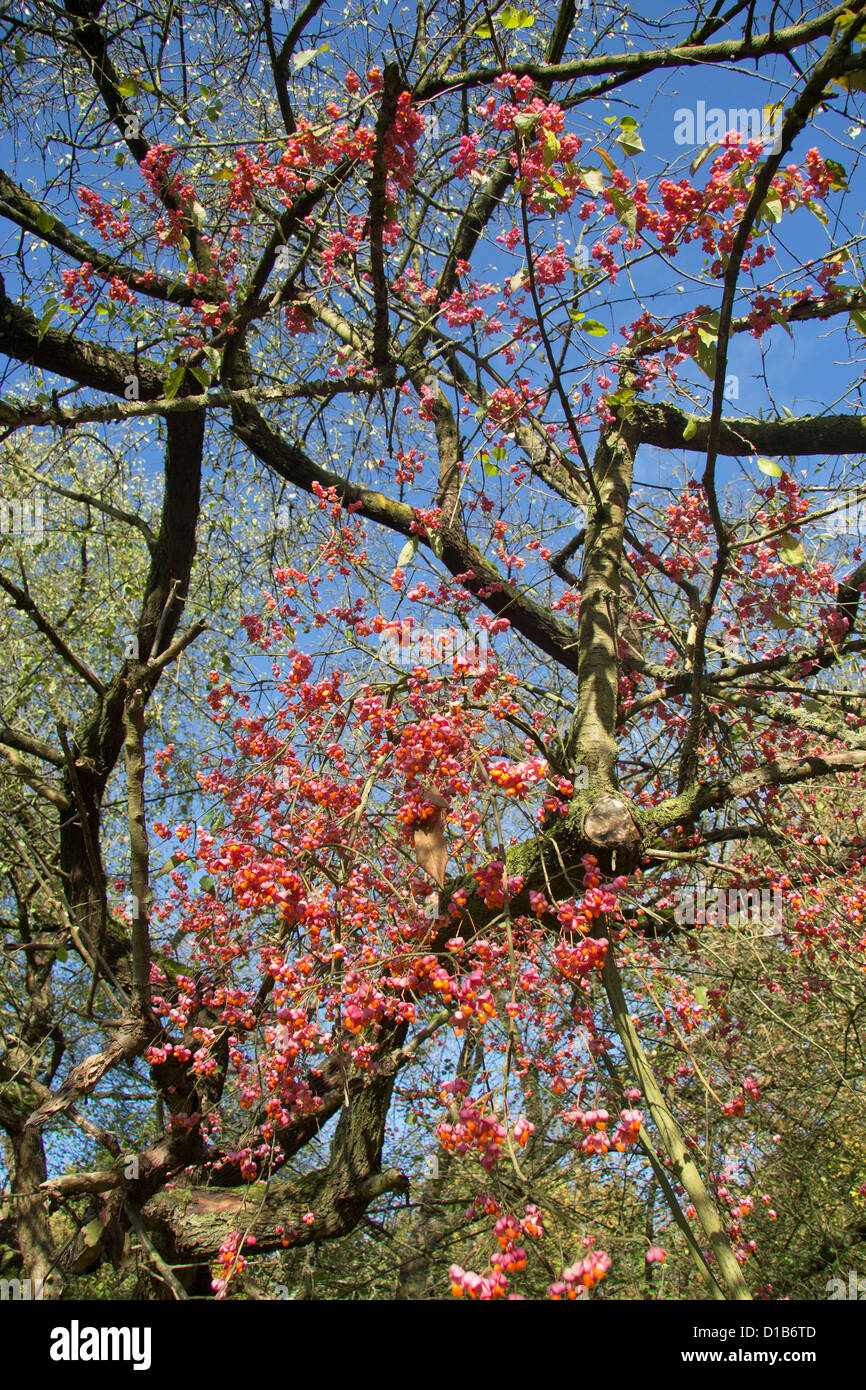 European spindle tree (Euonymus europaeus Stock Photo - Alamy