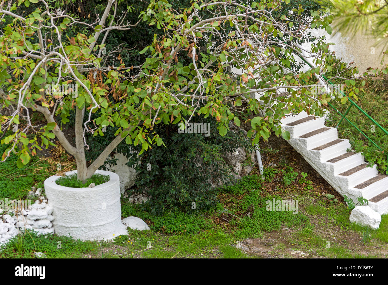 Fig tree growing in white concrete pot with white staircase Stock Photo ...
