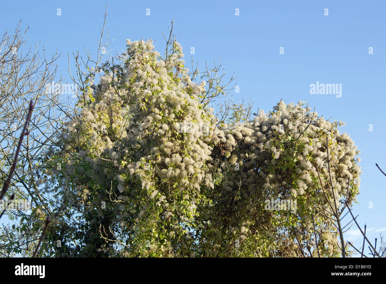 Russian vine autumn hi-res stock photography and images - Alamy