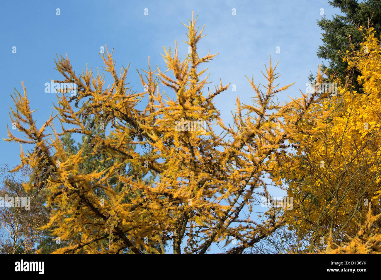 autumnal larch tree (Larix Stock Photo - Alamy