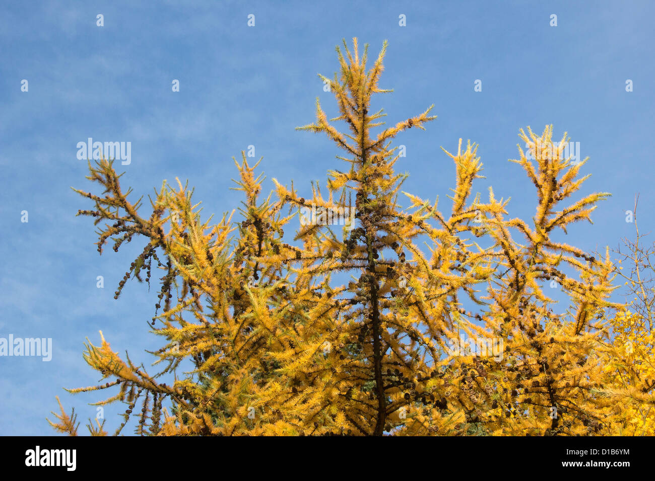 autumnal larch tree (Larix Stock Photo - Alamy