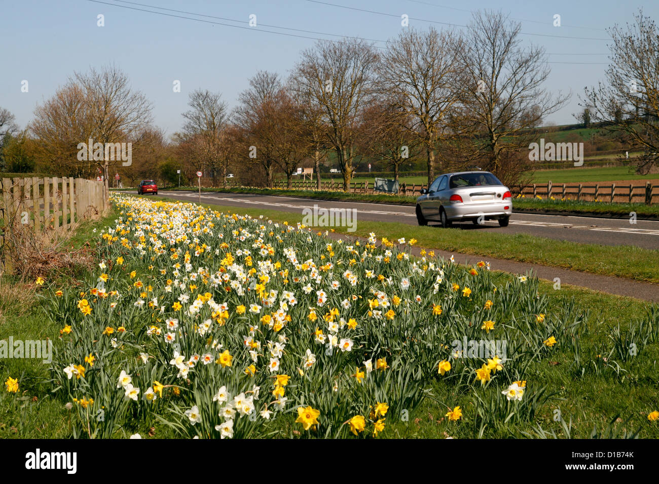 Daffodils By The Roadside High Resolution Stock Photography and Images ...