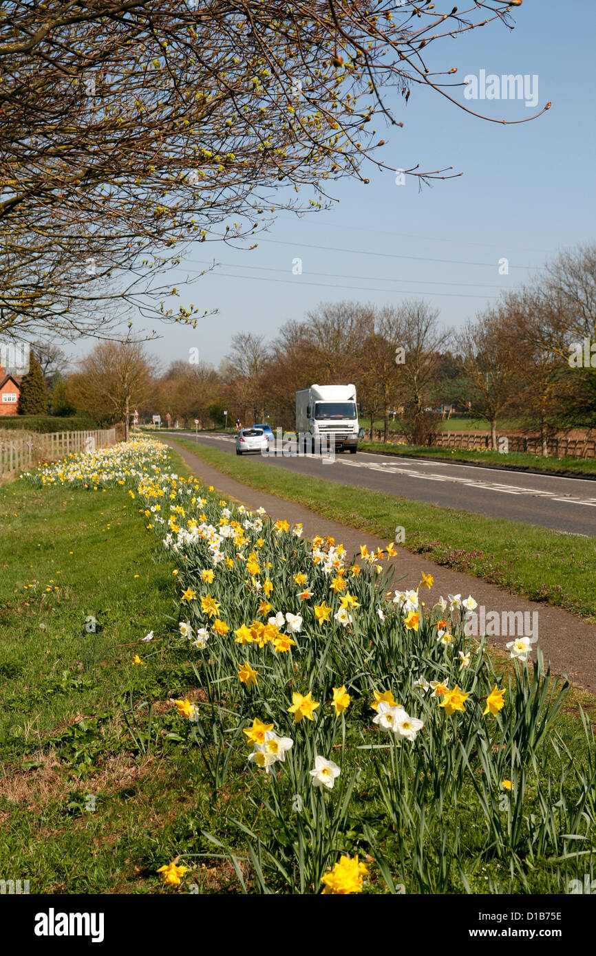 Daffodils by the roadside hi-res stock photography and images - Alamy