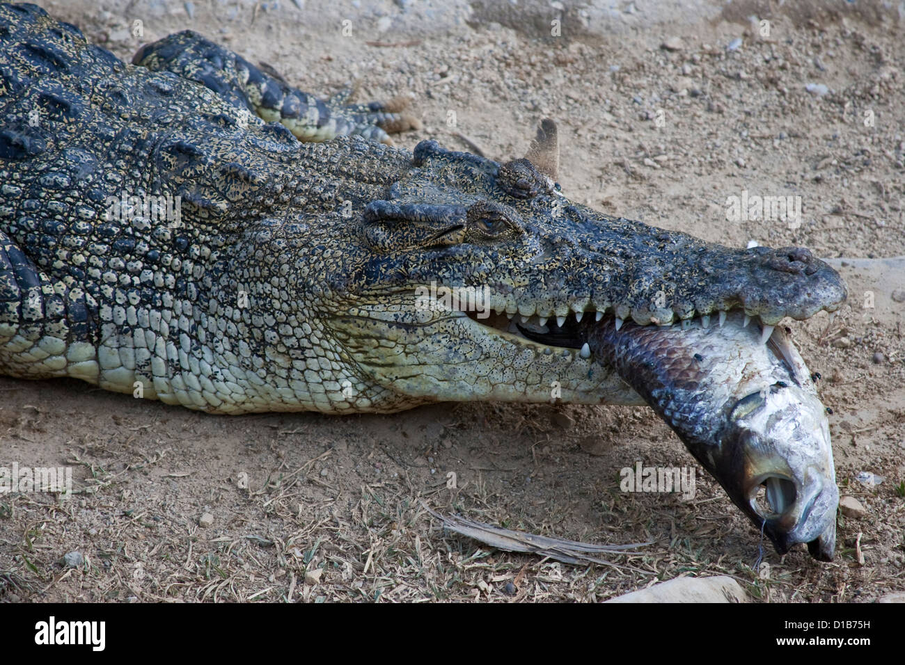 Giant Man Eating Croc
