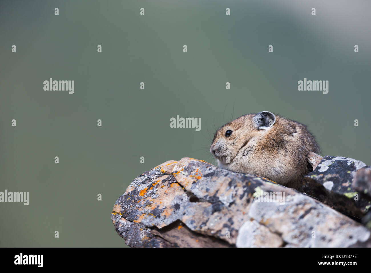 Ochotonidae pica rock hi-res stock photography and images - Alamy