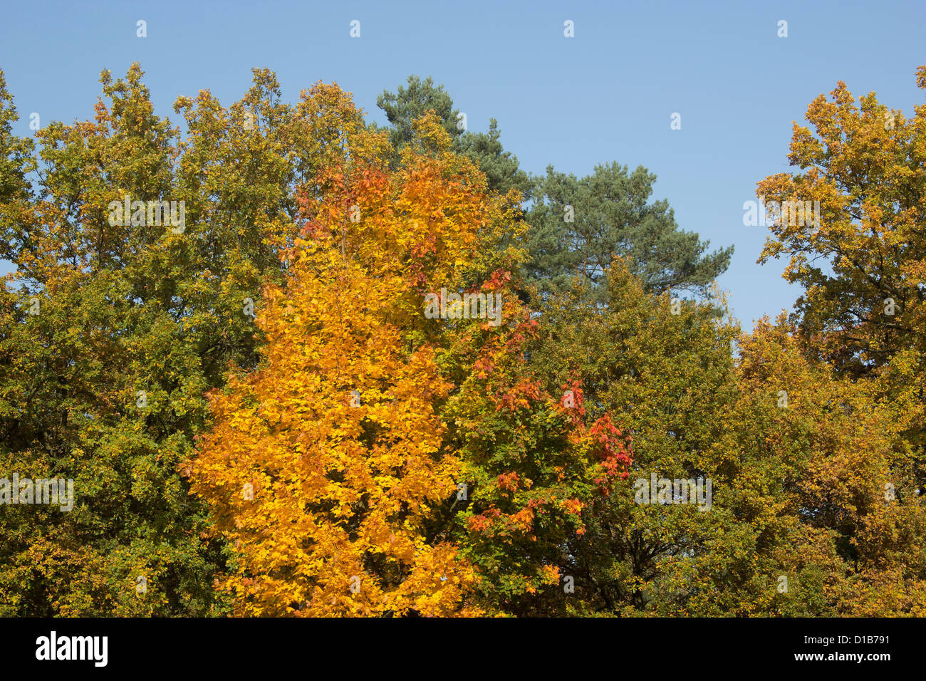 Germany autumn trees hi-res stock photography and images - Alamy