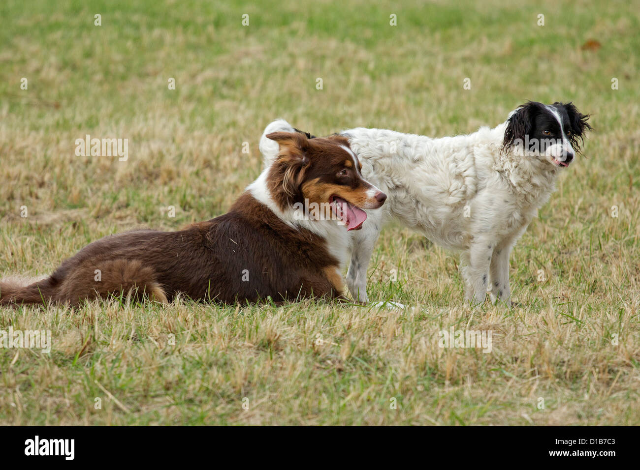 two dogs beside each other on a meadow Stock Photo - Alamy