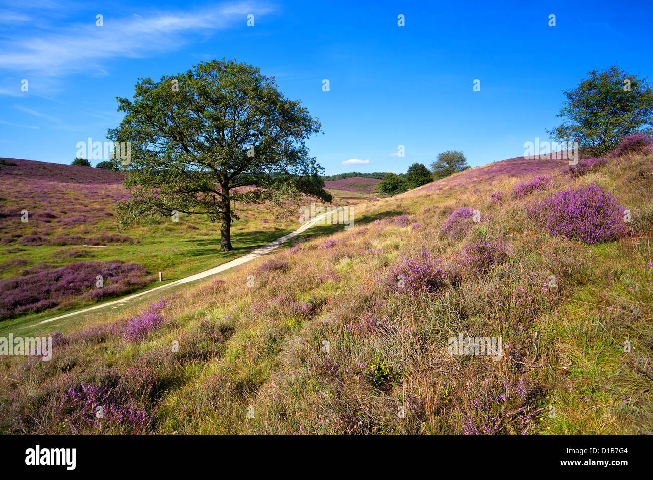 path between hills with flowering heather Stock Photo - Alamy