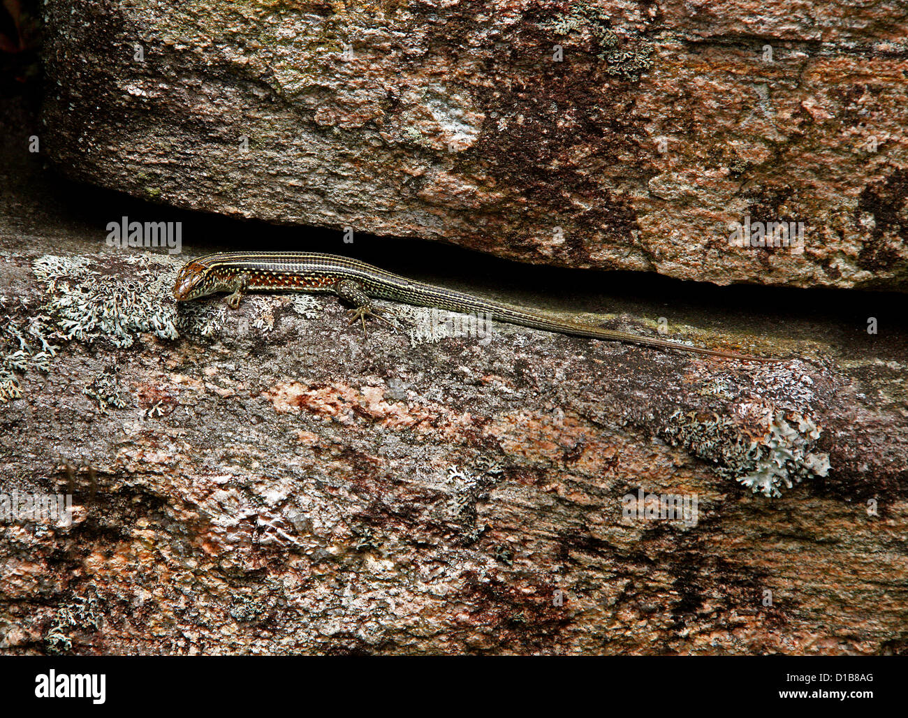 Madagascar girdled lizard or madagascar plated lizard zonosaurus ...