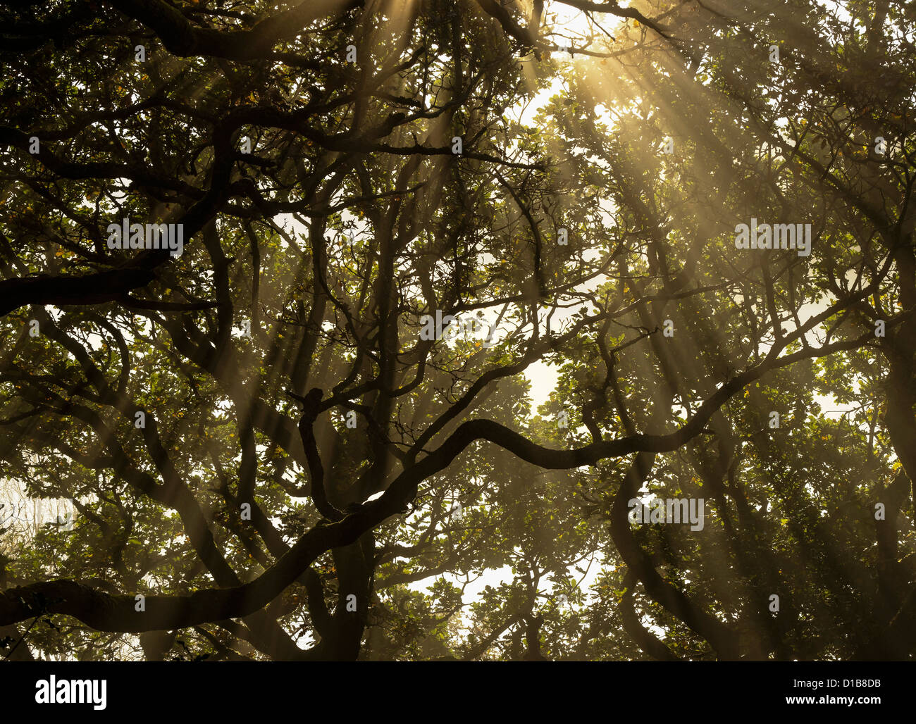 Rays of sunlight shining through a misty Oak woodland Stock Photo - Alamy
