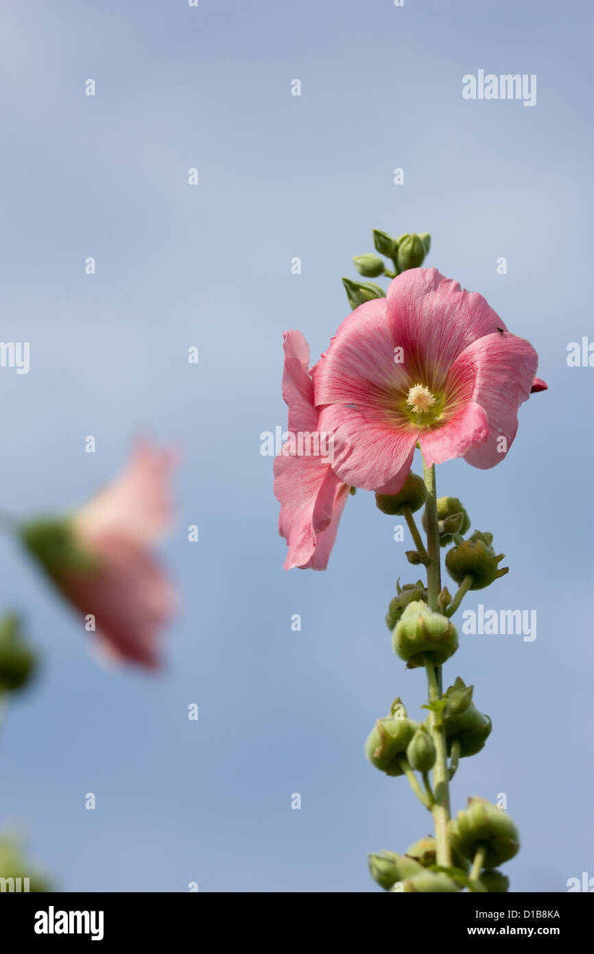 High growing season buds hi-res stock photography and images - Alamy