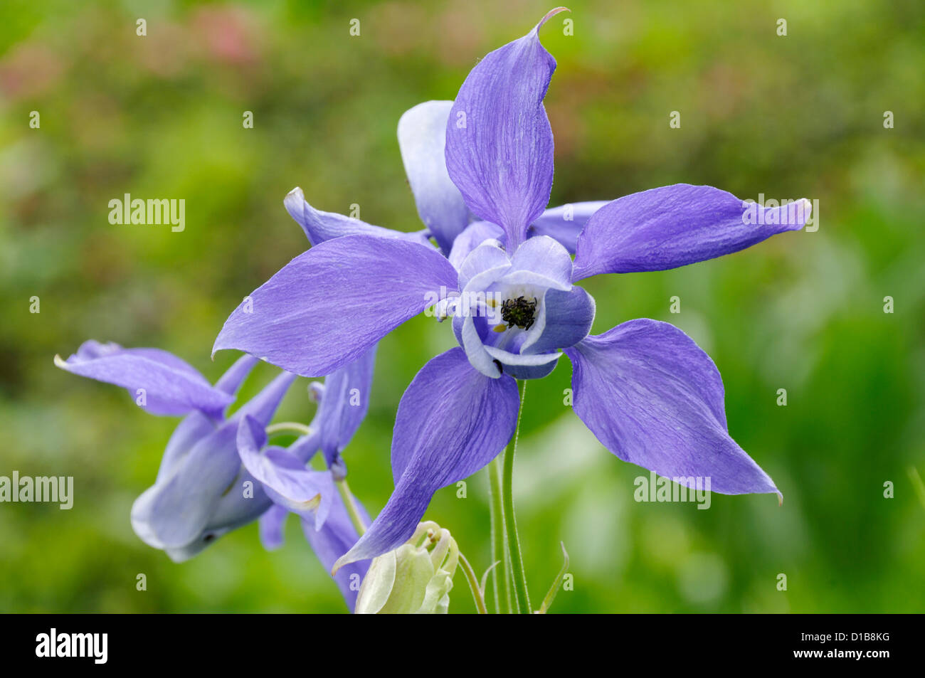 Columbine flower field hi-res stock photography and images - Alamy
