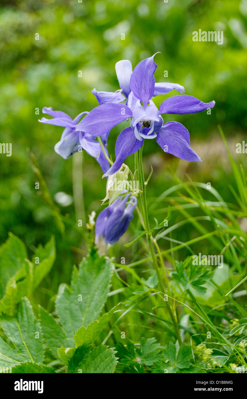 Columbine flower field hi-res stock photography and images - Alamy