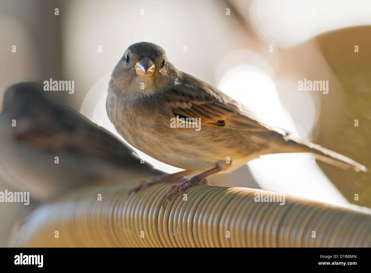 Female sparrow up close hi-res stock photography and images - Alamy