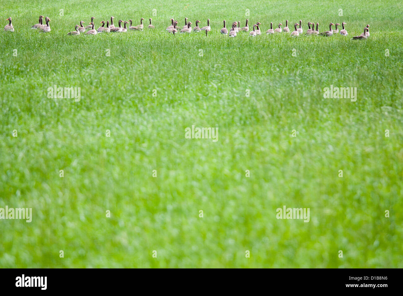 Feldgaense hi-res stock photography and images - Alamy