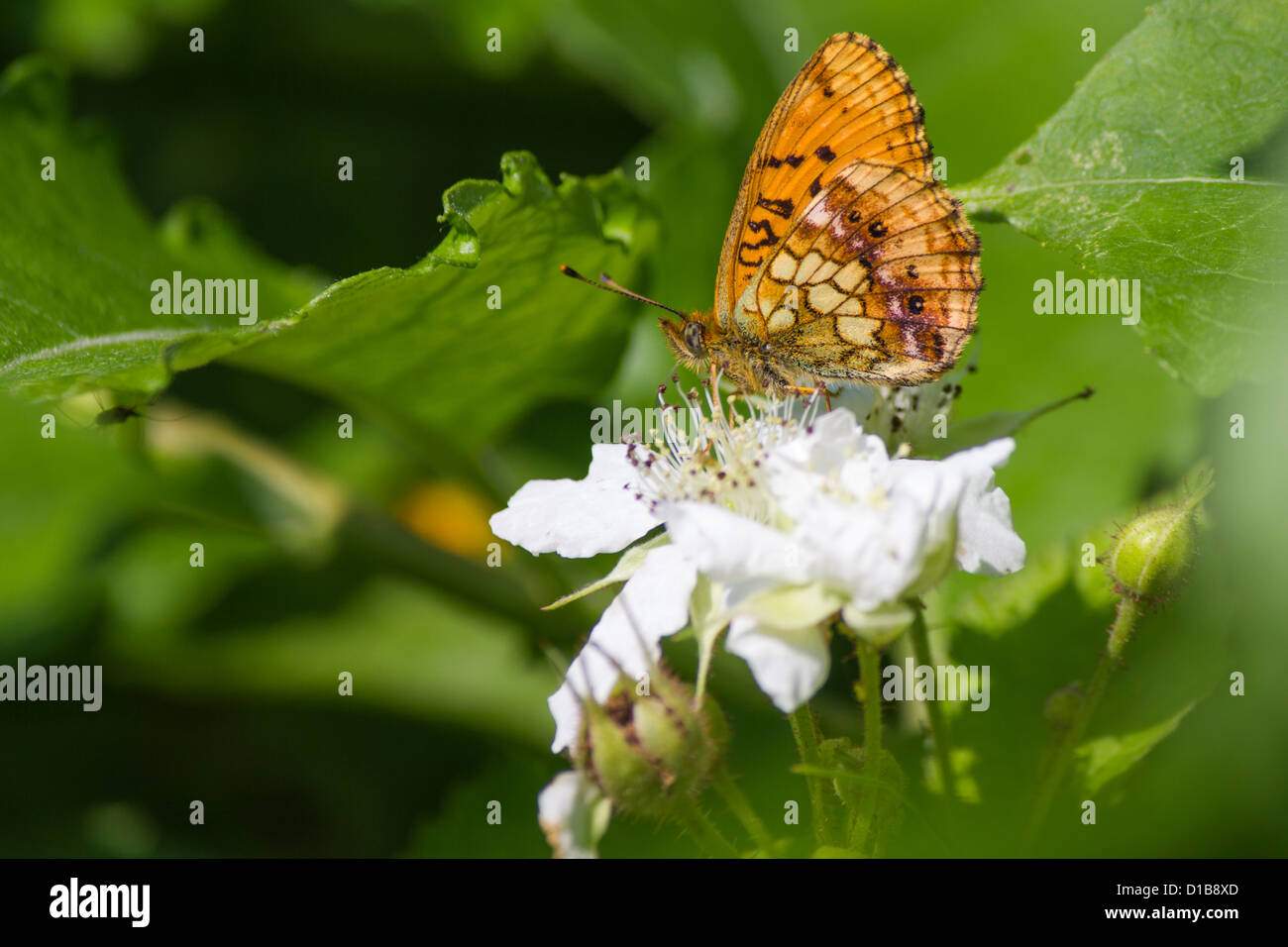 The Scarce Fritillary, Euphydryas maturna Stock Photo - Alamy