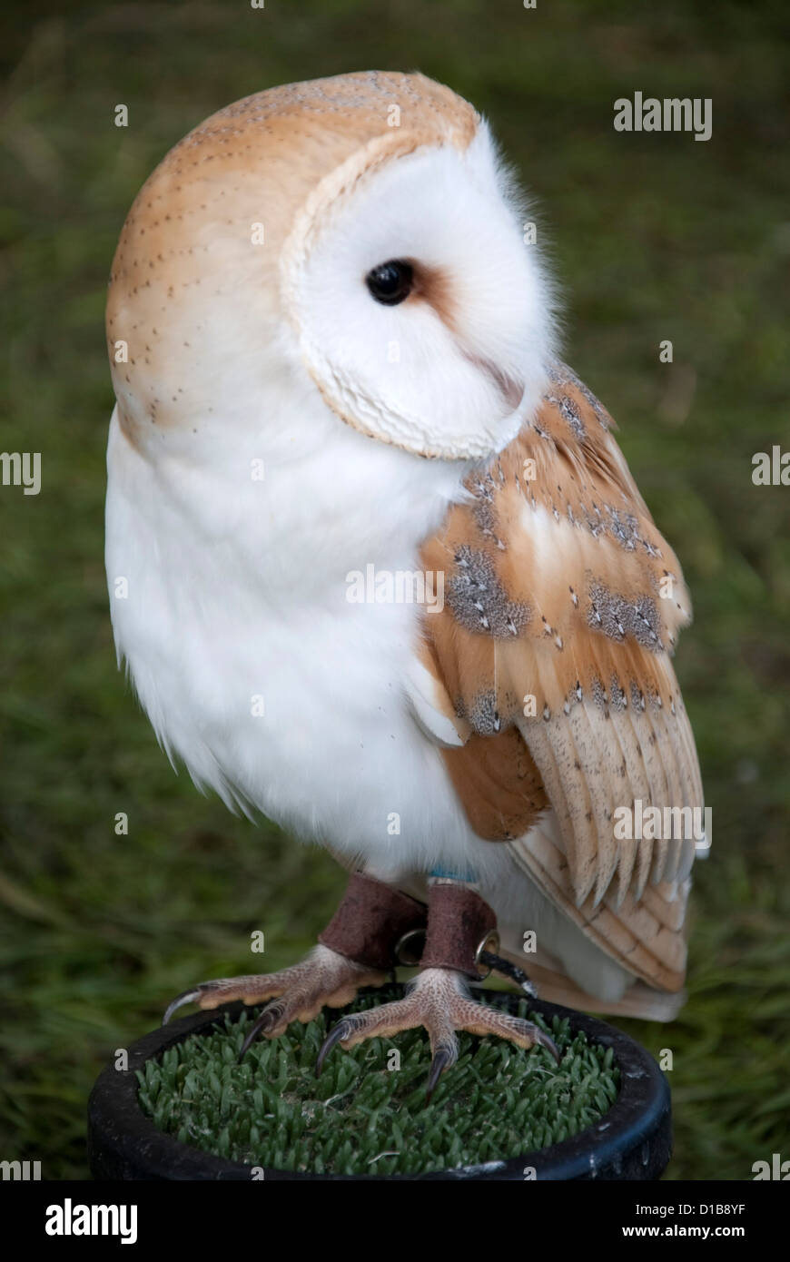 Barn Owl on its Perch Stock Photo - Alamy