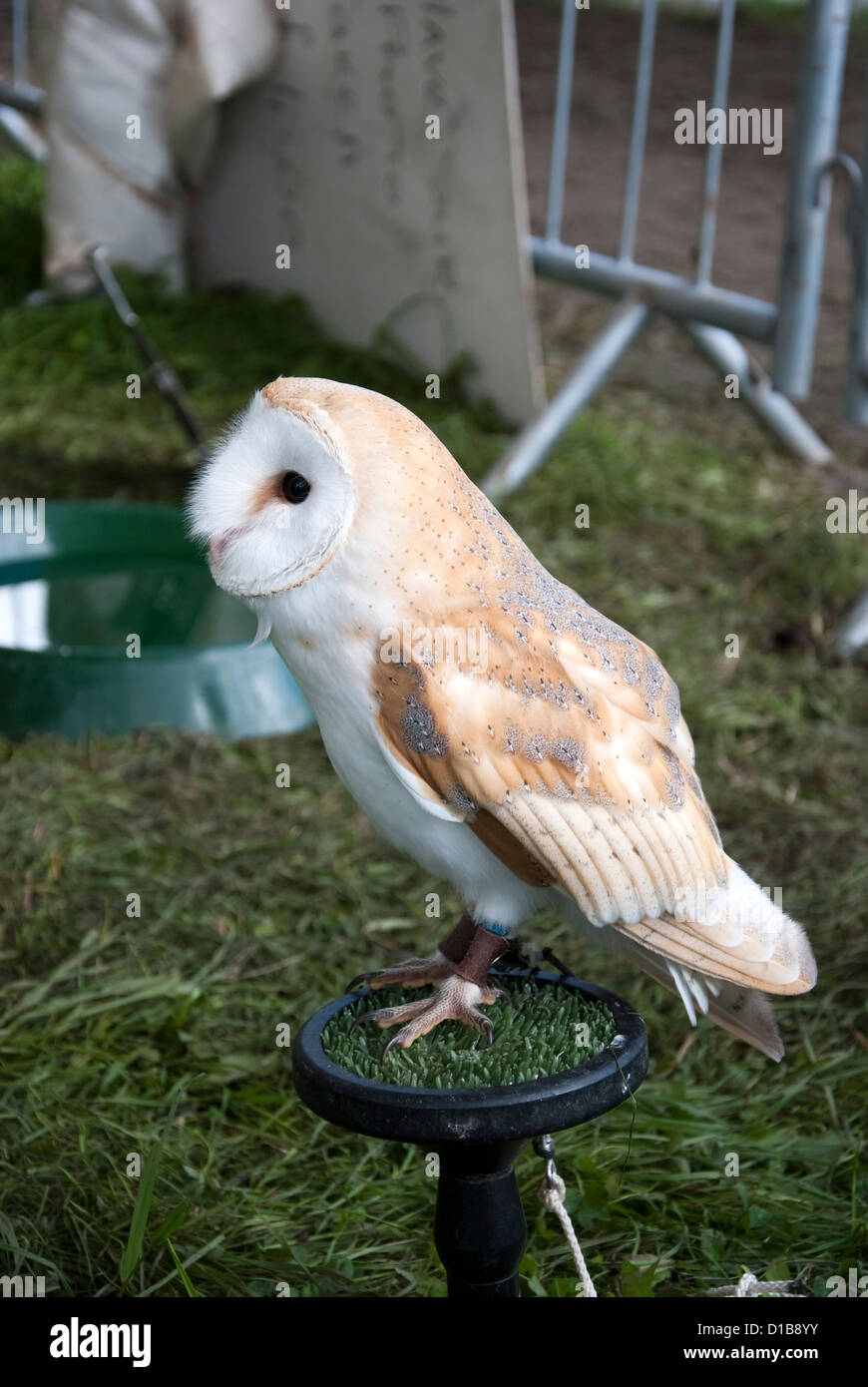 Barn Owl on its Perch Stock Photo - Alamy