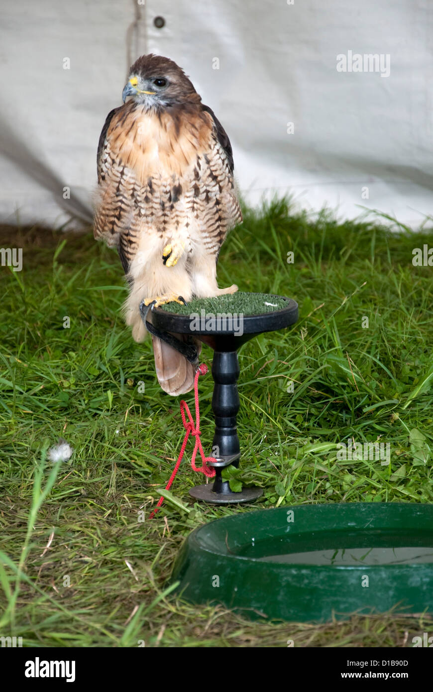 Red Tailed Buzzard on its Perch Stock Photo - Alamy