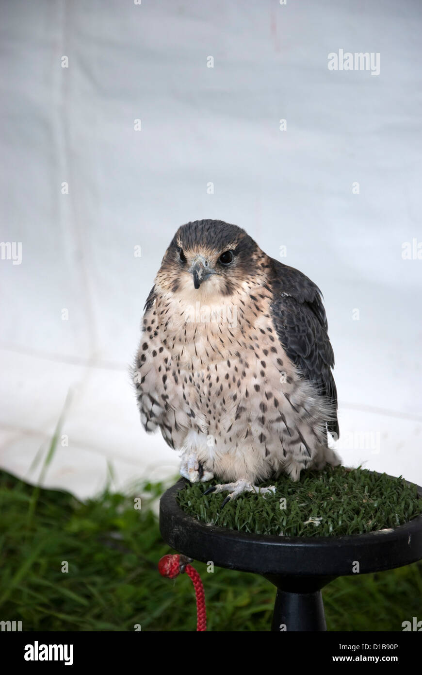 Peregrine Falcon Hybrid on its Perch Stock Photo - Alamy