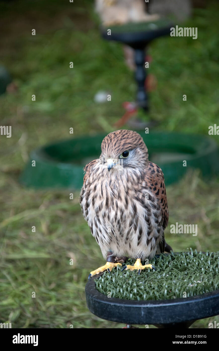 Kestrel scotland hi-res stock photography and images - Alamy
