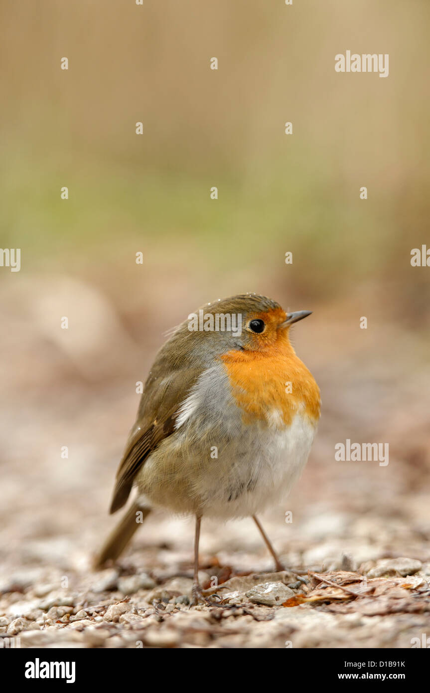 A Robin standing on a path Stock Photo - Alamy
