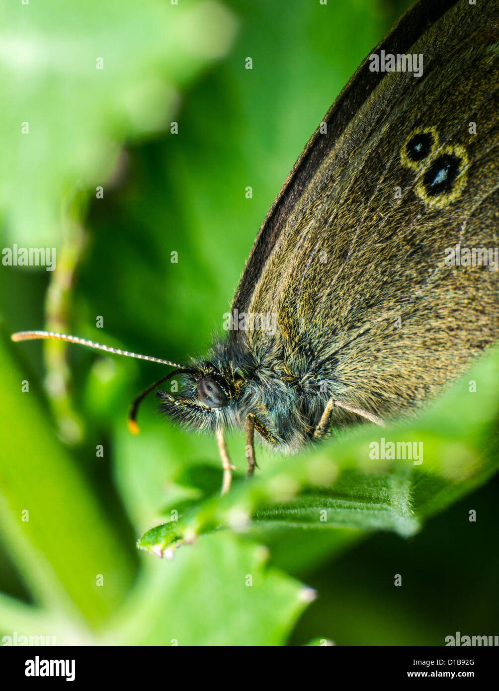 Portrait of a butterfy Stock Photo - Alamy